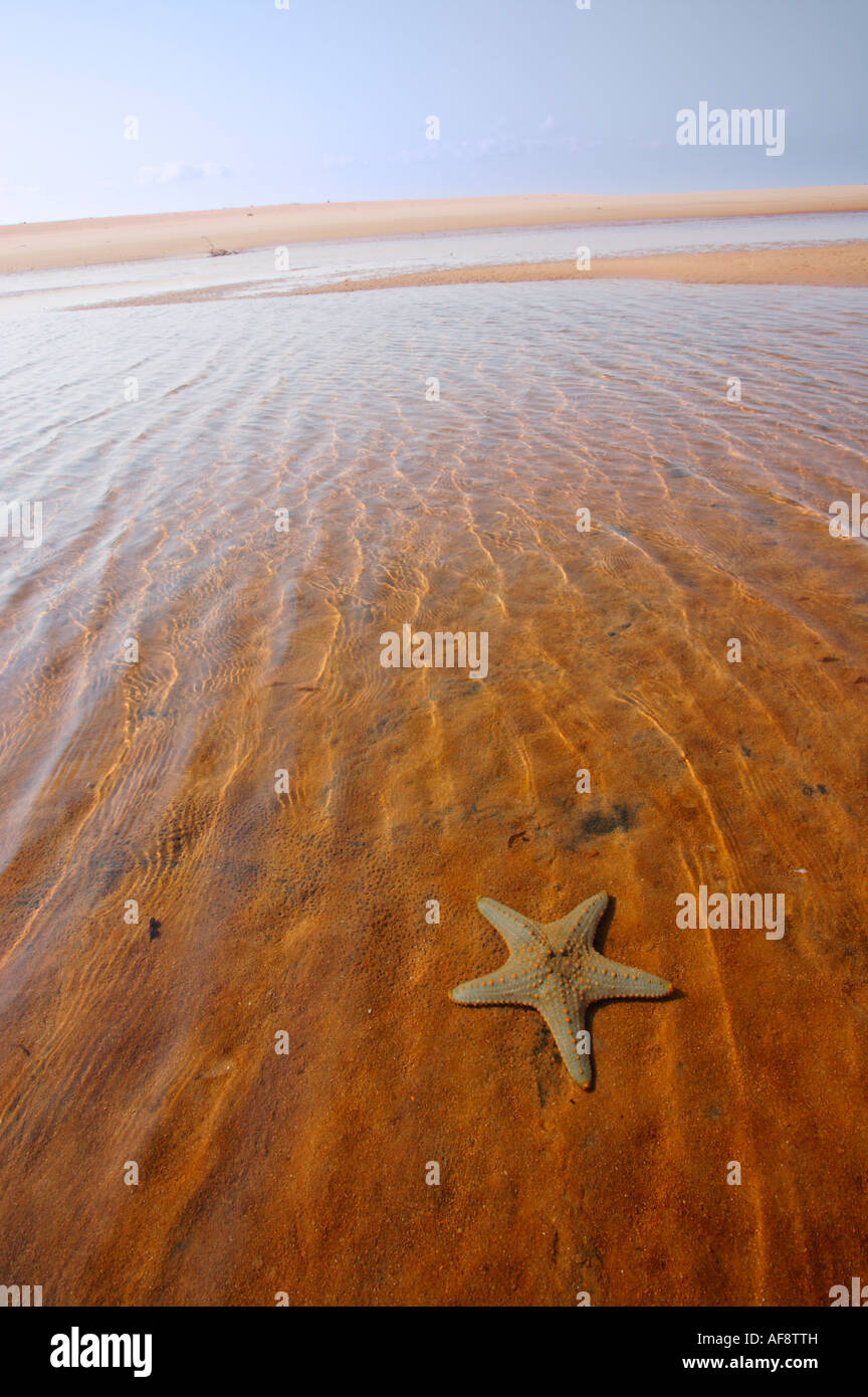 Starfish in shallow water at low tide Stock Photo - Alamy