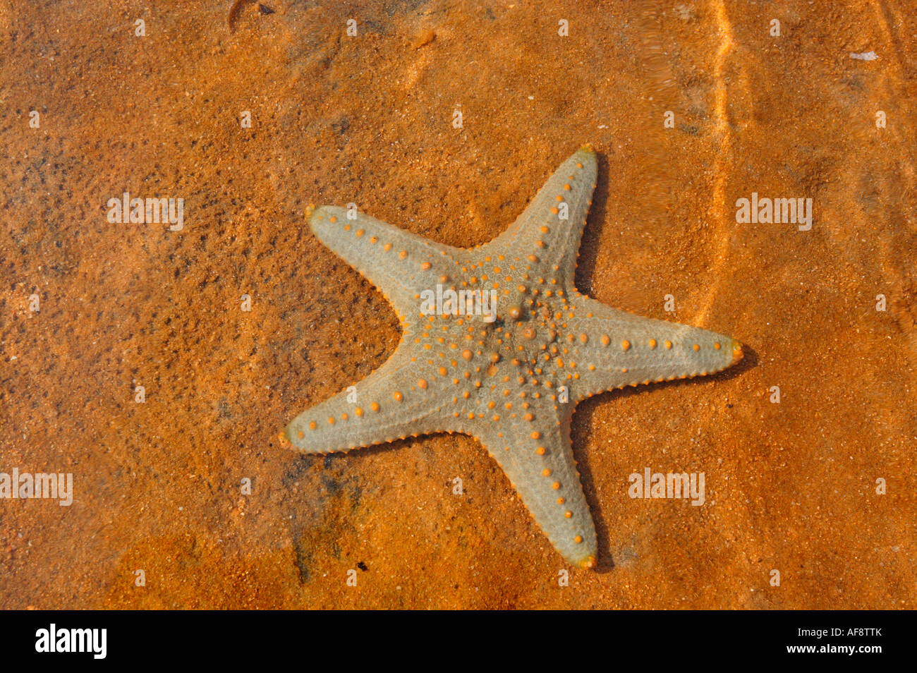 Starfish in shallow water Stock Photo - Alamy