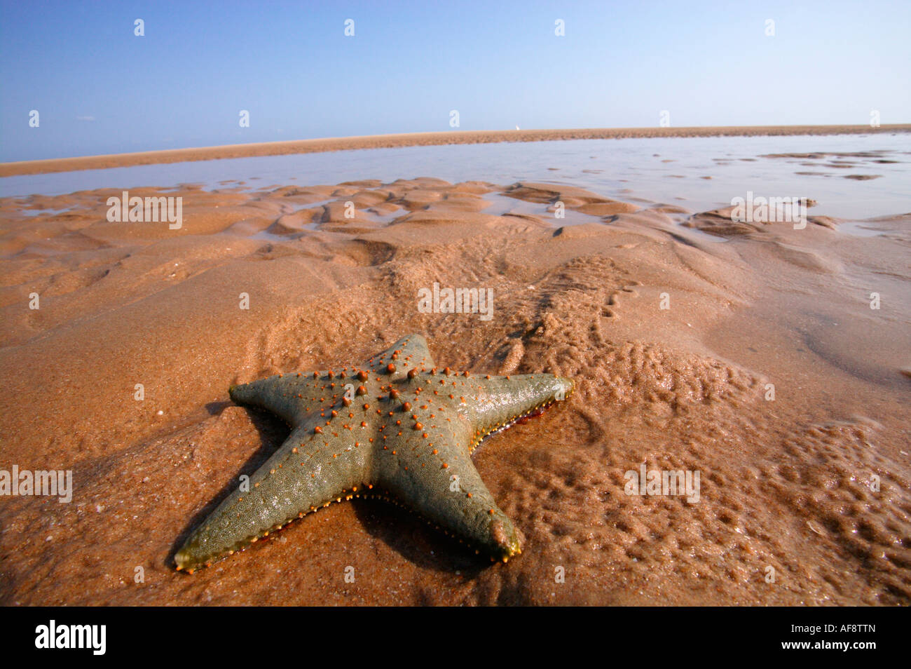 Starfish in stranded on the beach at low tide Stock Photo - Alamy