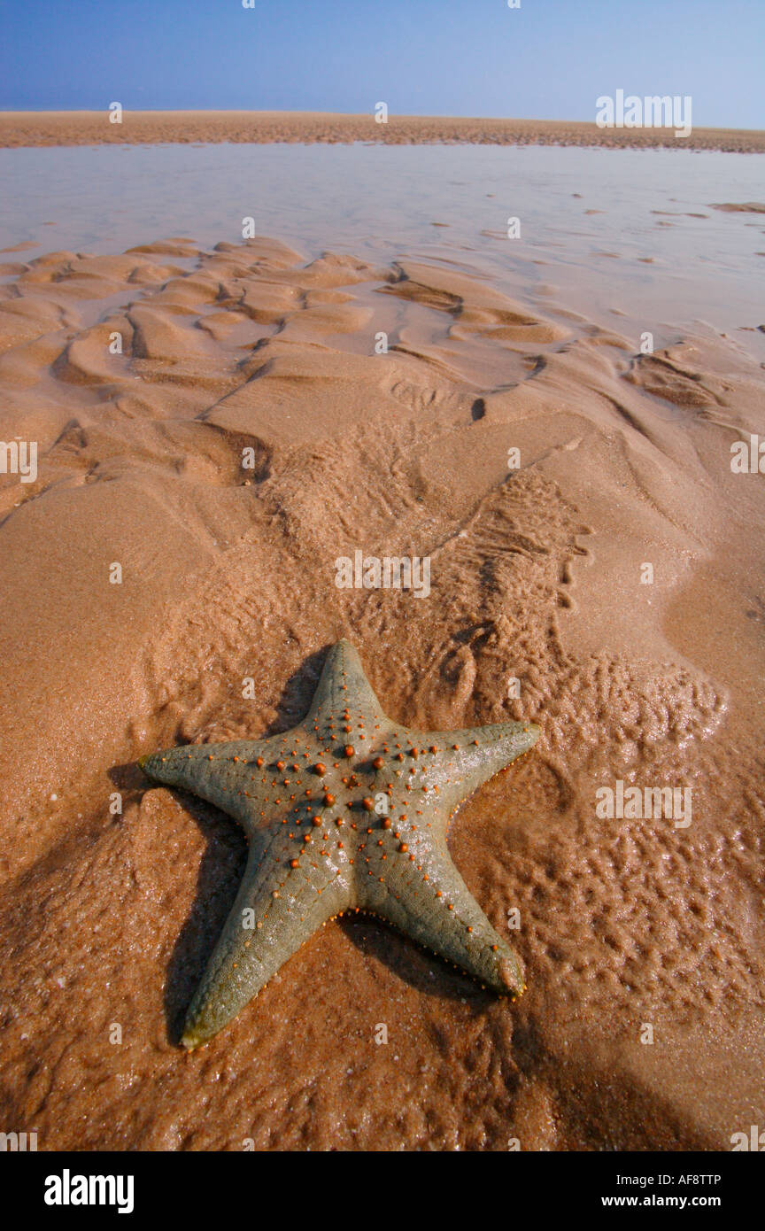 Starfish Stranded On Beach High Resolution Stock Photography and Images ...