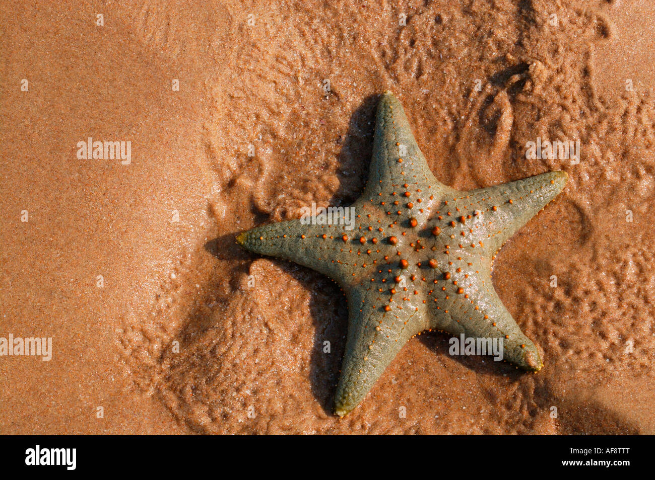 Starfish in stranded on the beach at low tide Stock Photo - Alamy