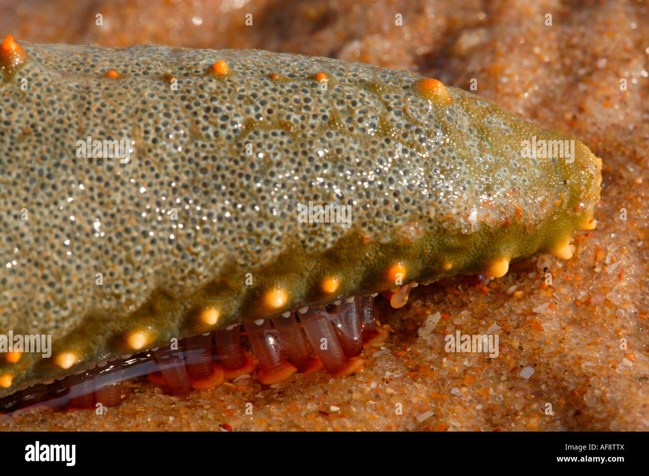 Tube Feet Starfish Stock Photos & Tube Feet Starfish Stock Images - Alamy