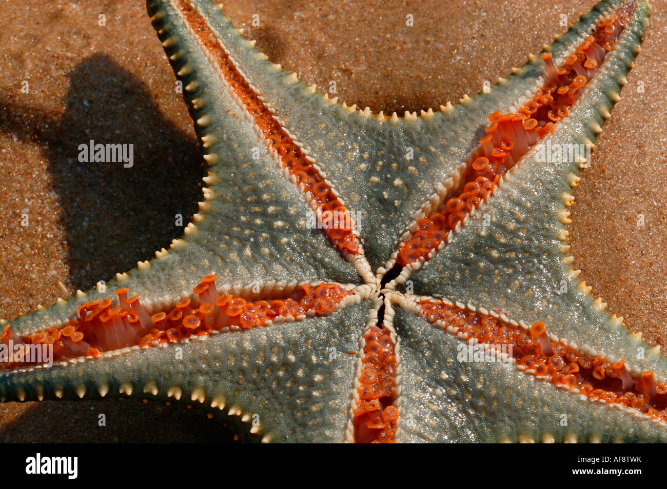 Close-up photo of an upside-down starfish showing the hundreds of tube ...