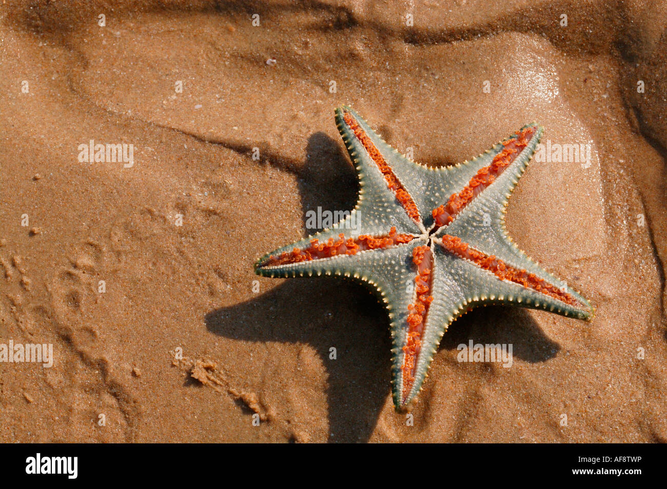 Close-up photo of an upside-down starfish showing the hundreds of tube ...