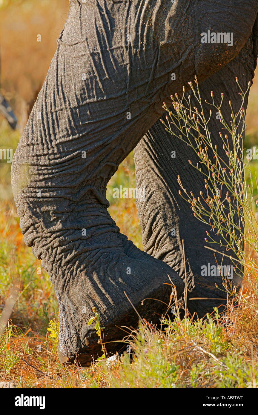 elephant (Loxodonta africana) detail of front leg Stock Photo - Alamy