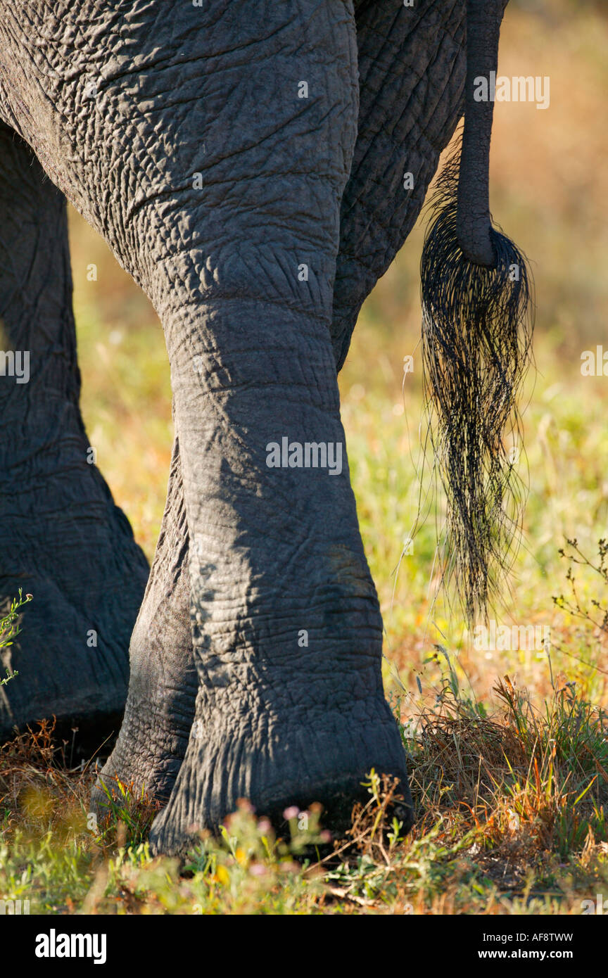 African elephant (Loxodonta africana) - detail of the rear legs and ...