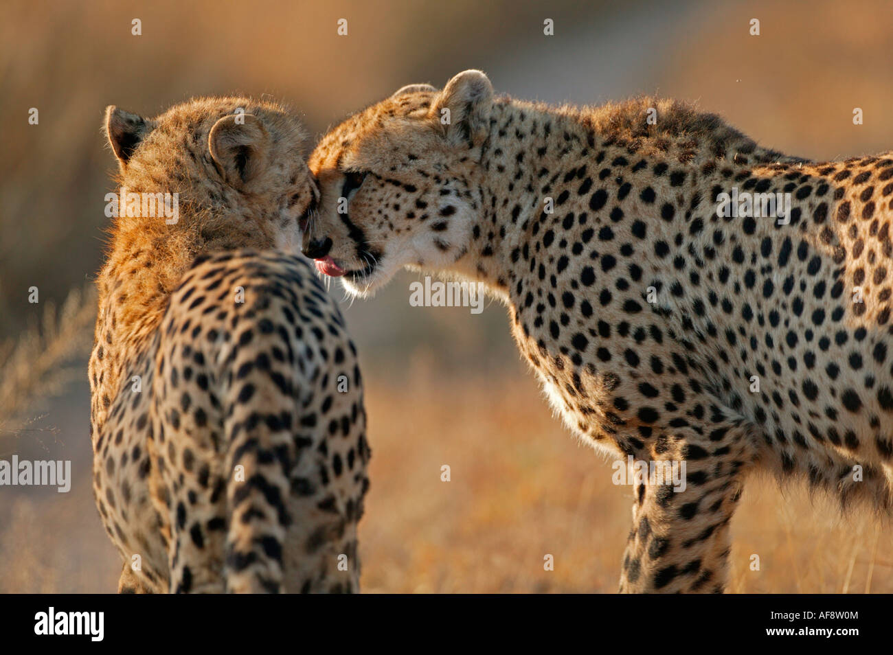 Two cheetahs nuzzling one another Stock Photo - Alamy