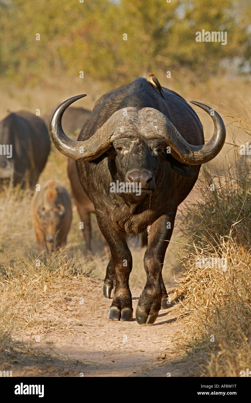 Walking trophy hi-res stock photography and images - Alamy