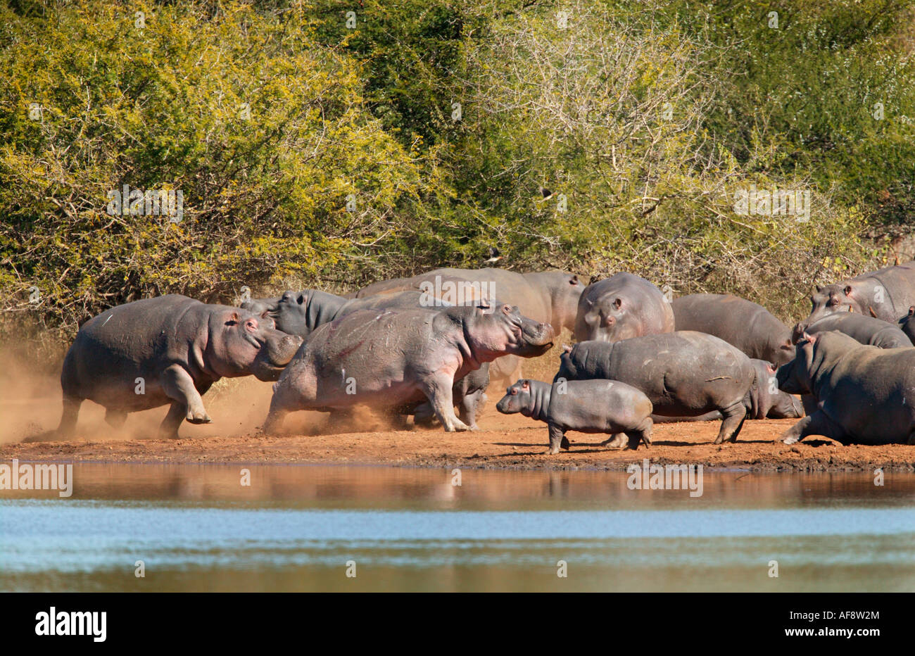 One hippo chasing another during an aggressive interaction Stock Photo ...