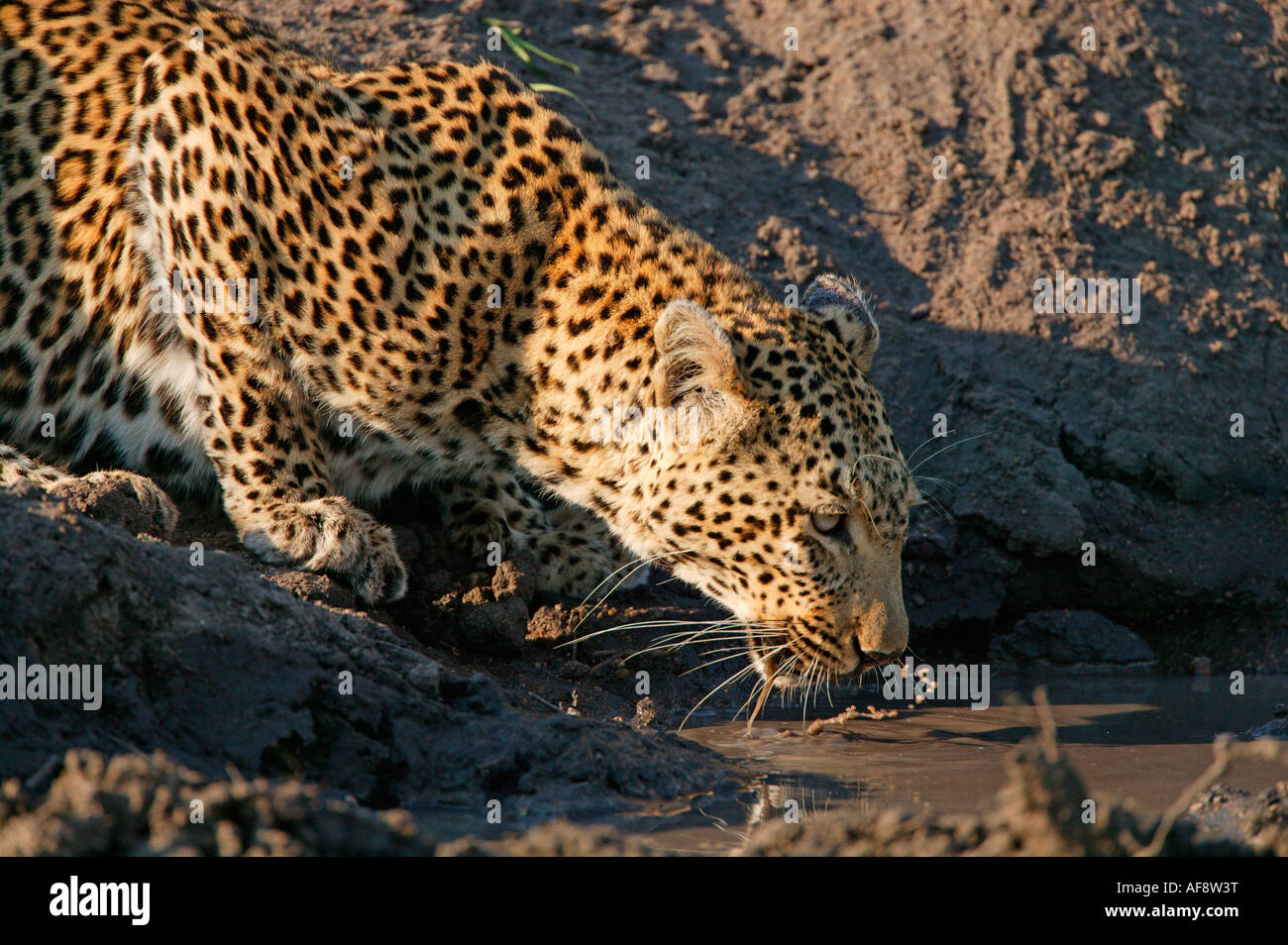 Female leopard drinking form a muddy waterhole Stock Photo - Alamy