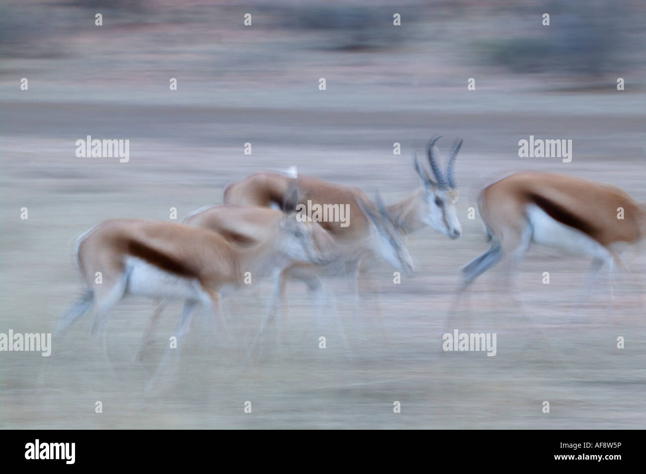 Springbok movement hi-res stock photography and images - Alamy