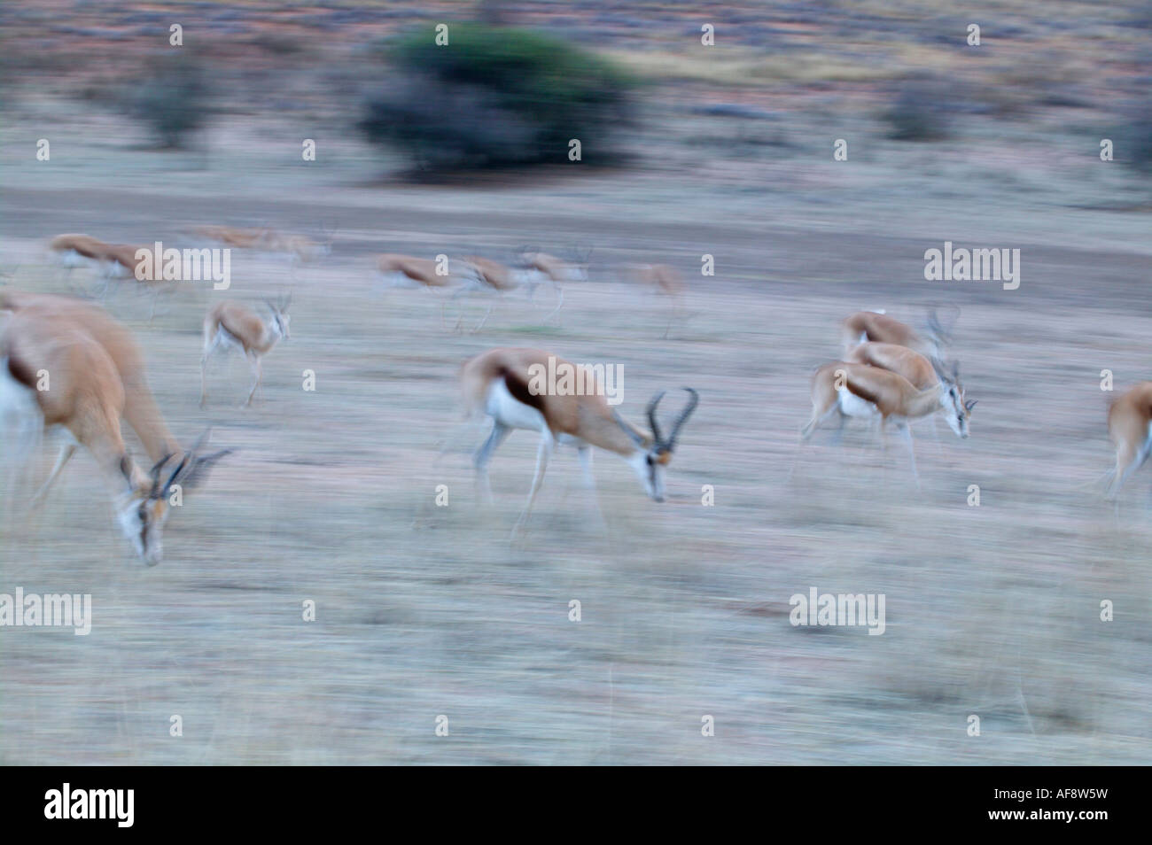 Springbok movement hi-res stock photography and images - Alamy