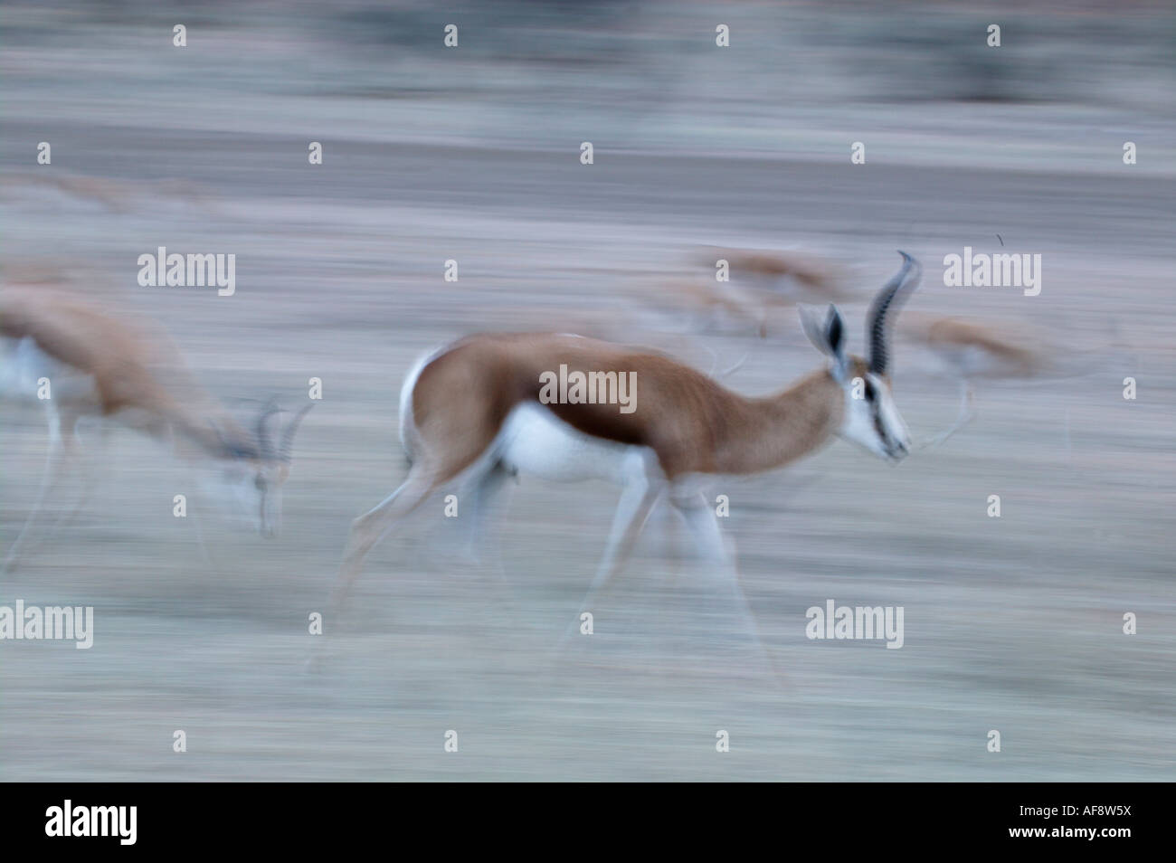Abstract view of a springbok herd on the move Stock Photo - Alamy