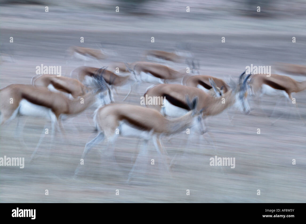 Abstract view of a springbok herd on the move Stock Photo - Alamy