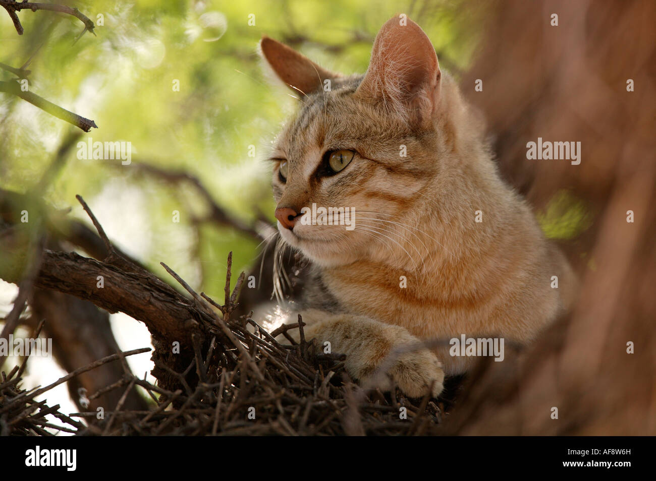 African wild cat resting in a tree Stock Photo - Alamy