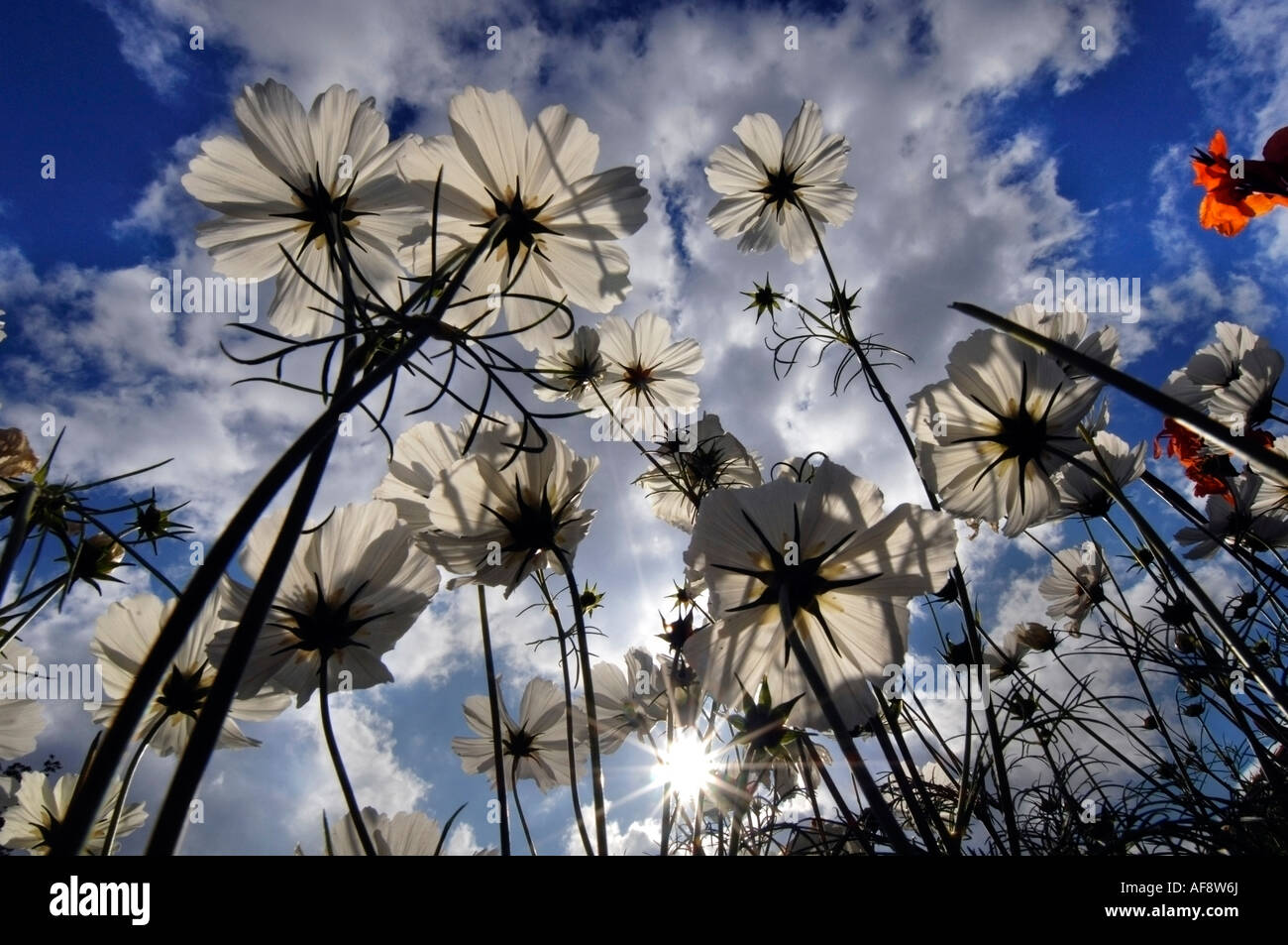 Christopher cosmos hi-res stock photography and images - Alamy