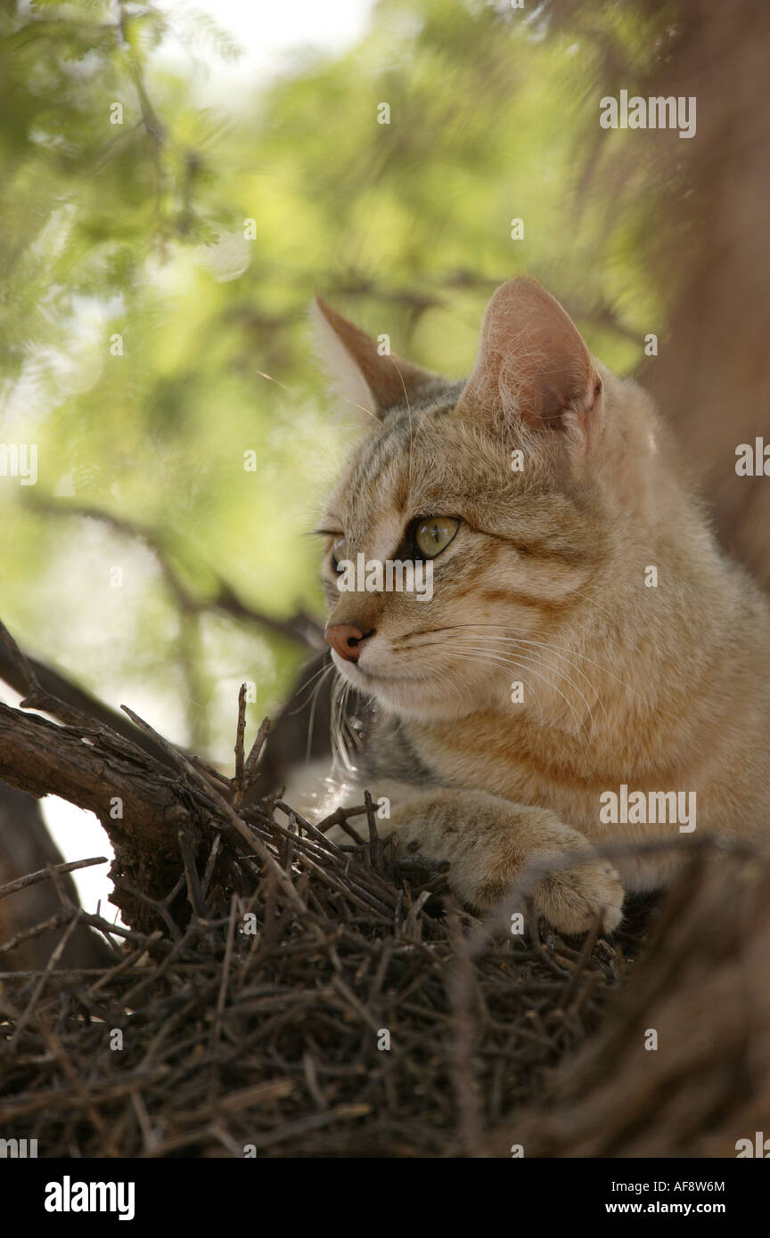 African wild cat resting in a tree Stock Photo - Alamy
