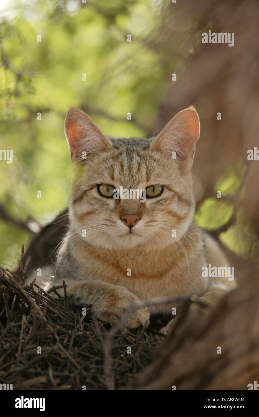 African wild cat resting in a tree Stock Photo - Alamy