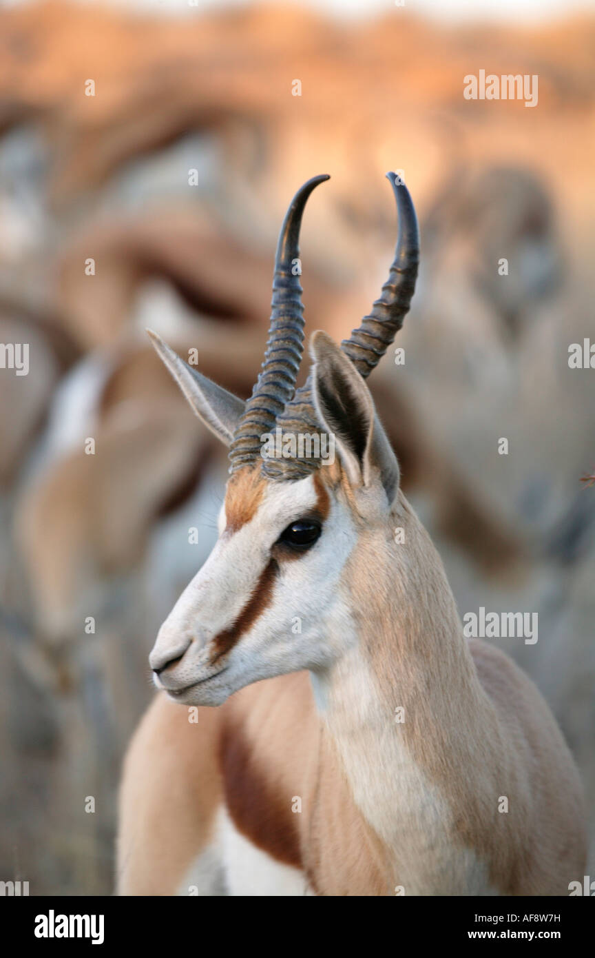 Schwarzer Springbock