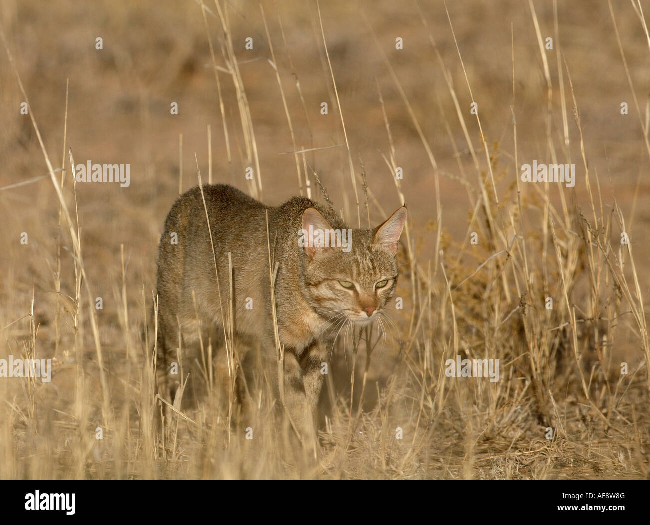 African wild cat foraging in dry grass Stock Photo - Alamy