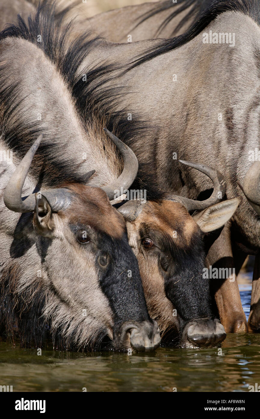 Wildebeest horns hi-res stock photography and images - Alamy