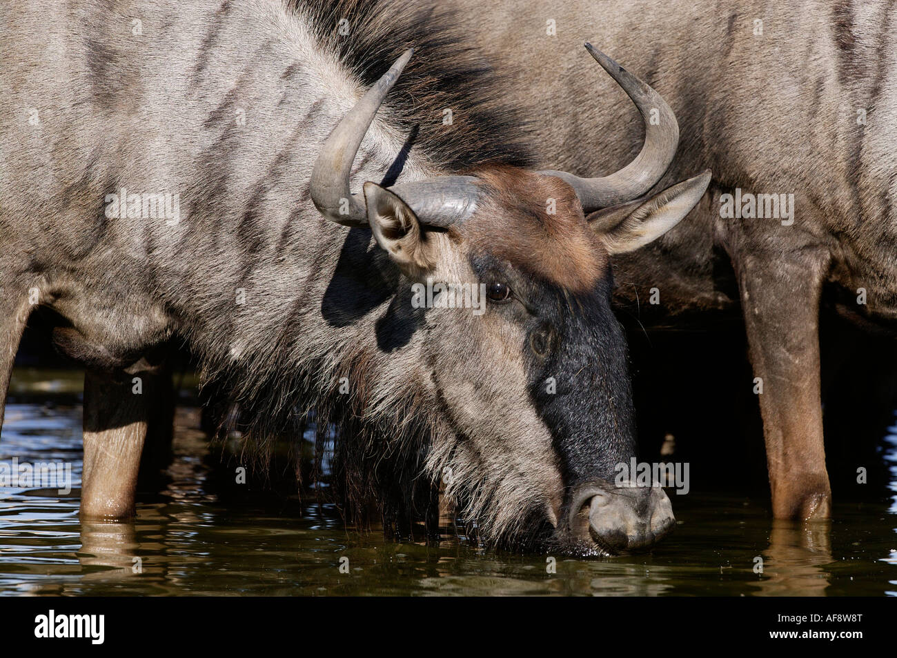 Wildebeest horns hi-res stock photography and images - Alamy