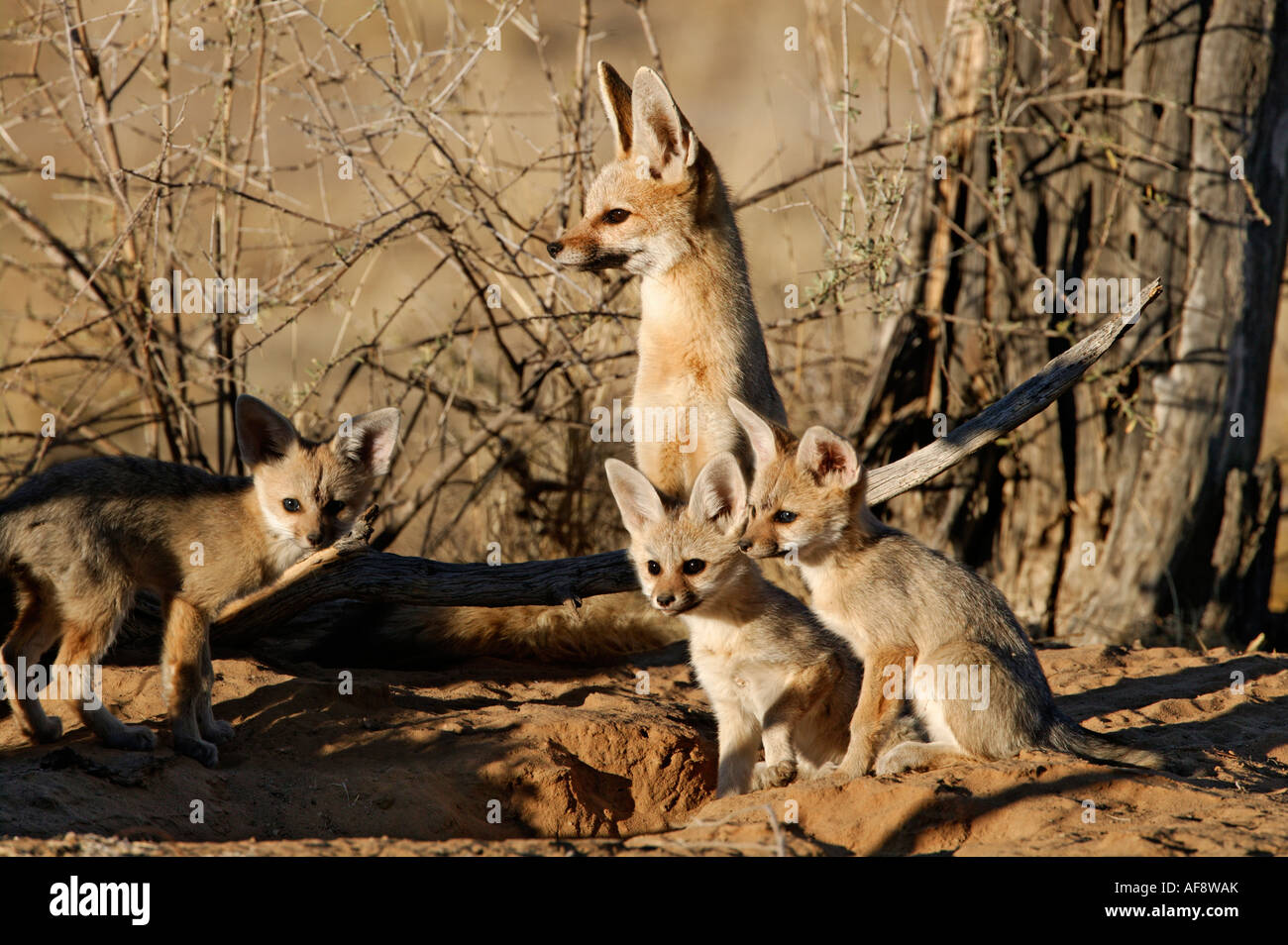 Female Cape fox with three pups at their den Stock Photo - Alamy