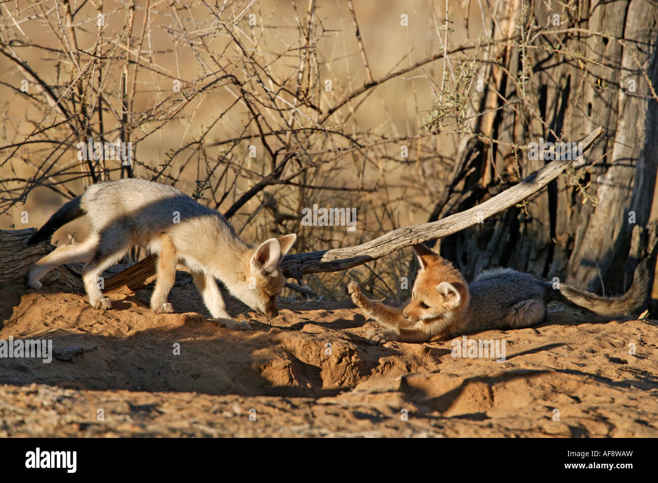 Cape fox pups interacting at their den during the late afternoon Stock ...