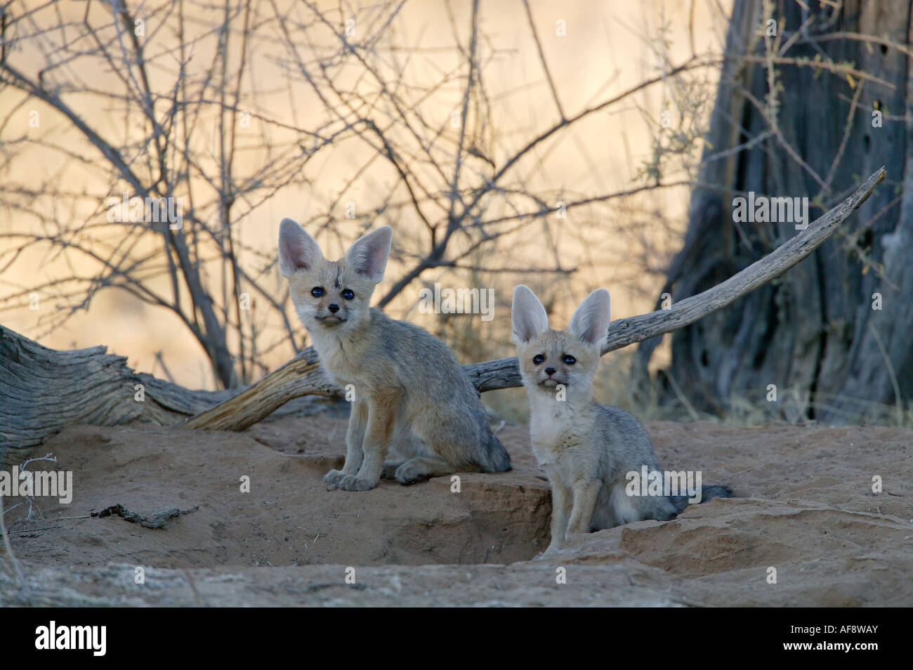Two Cape fox pups looking up into the sky Stock Photo - Alamy