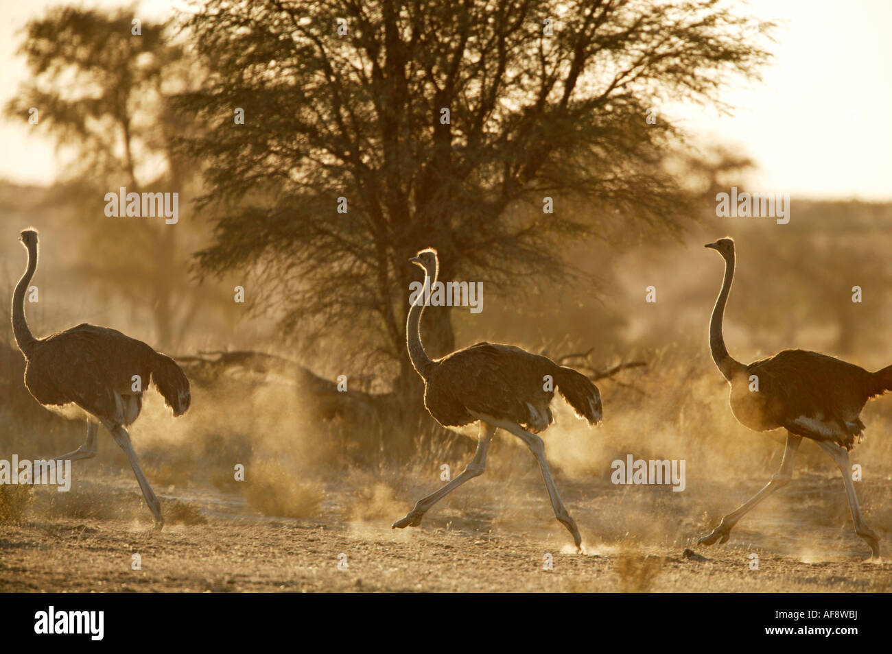Three ostriches running Stock Photo - Alamy