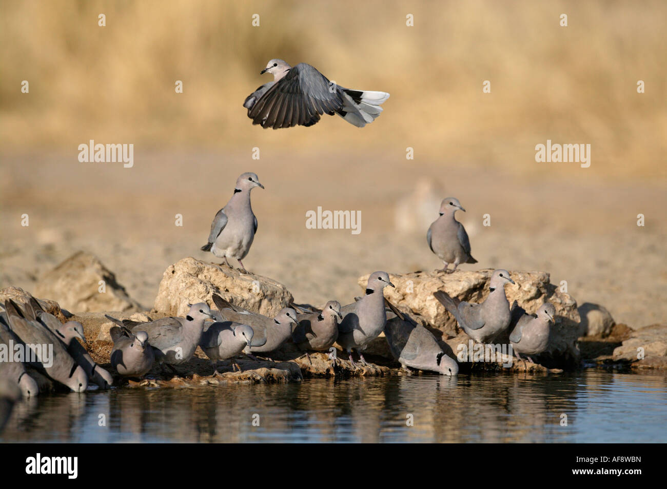 Turtle doves drinking at a waterhole Stock Photo - Alamy