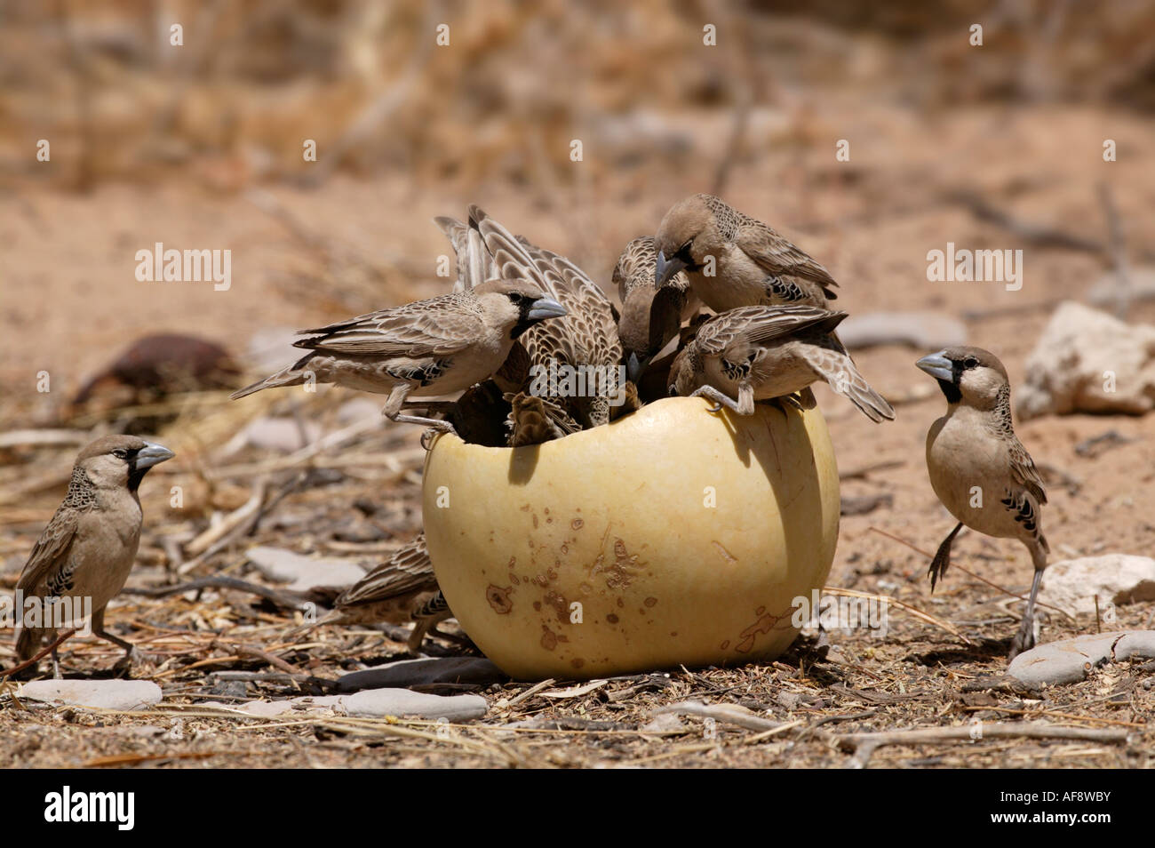 Tsama Melon High Resolution Stock Photography and Images - Alamy