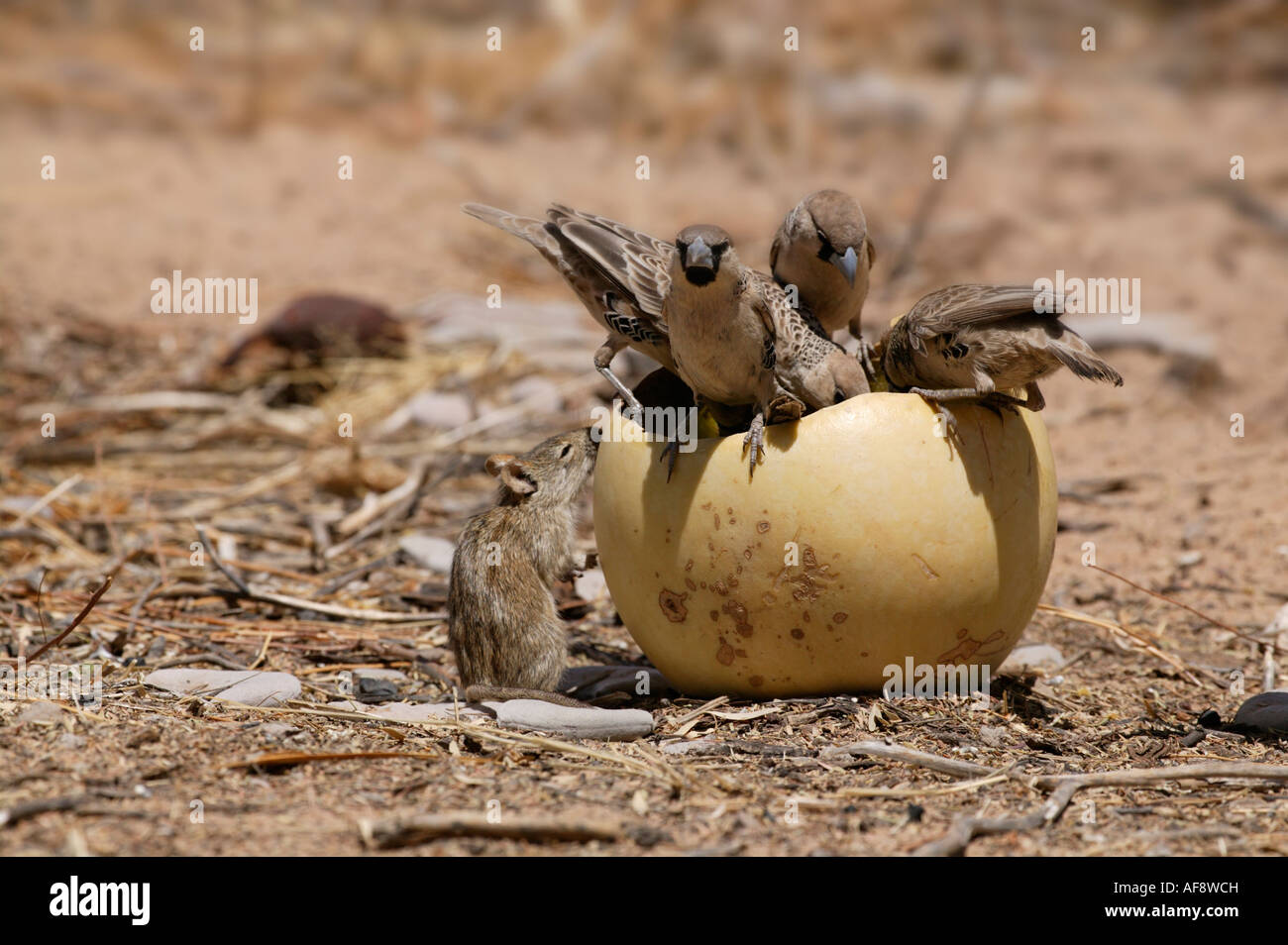 Sociable weavers clambering to feed on a Tsama melon while a striped ...