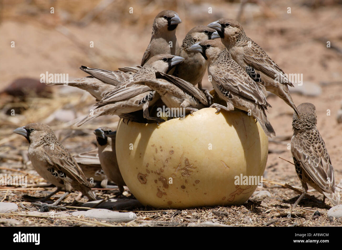 Kalahari Melon High Resolution Stock Photography and Images - Alamy