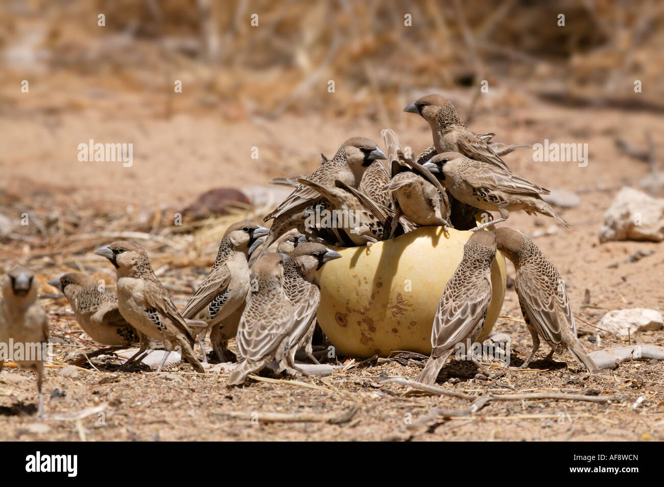 Tsama Melon High Resolution Stock Photography and Images - Alamy