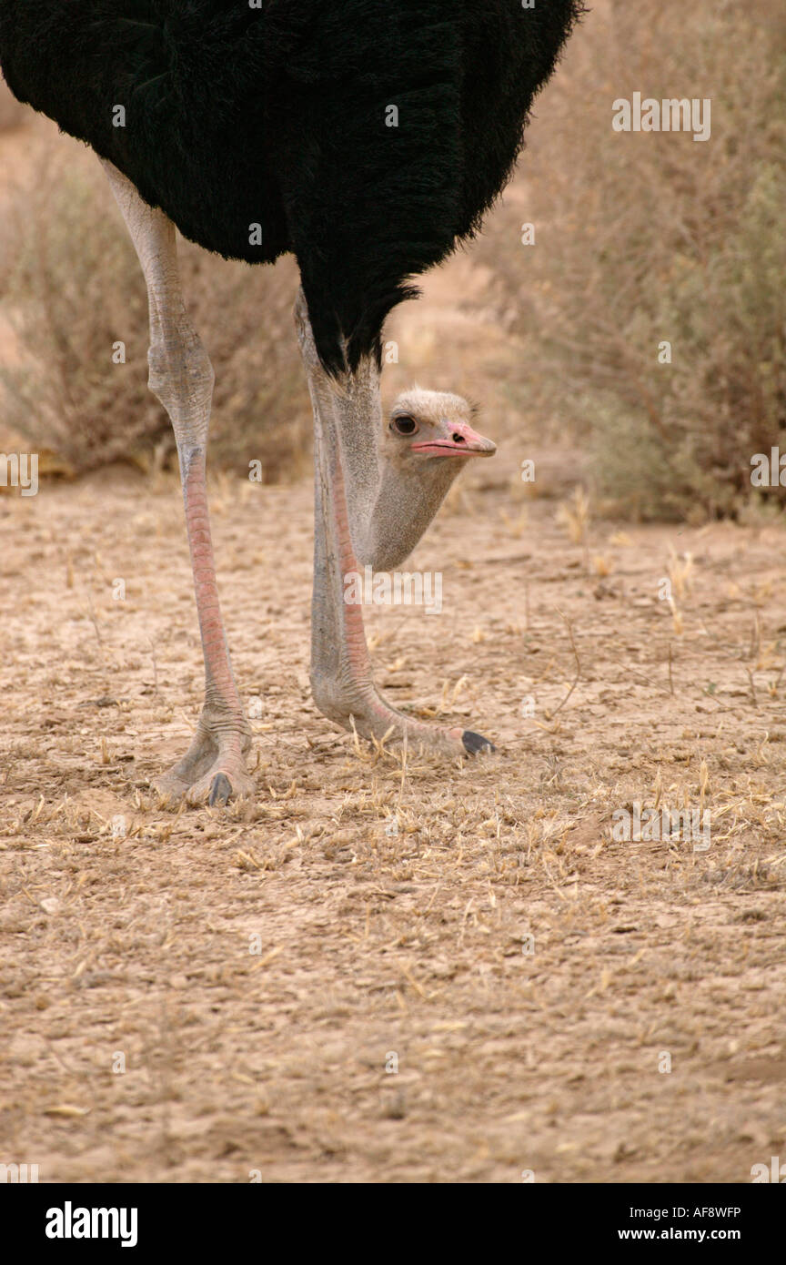 Ostrich bending down to forage Stock Photo - Alamy