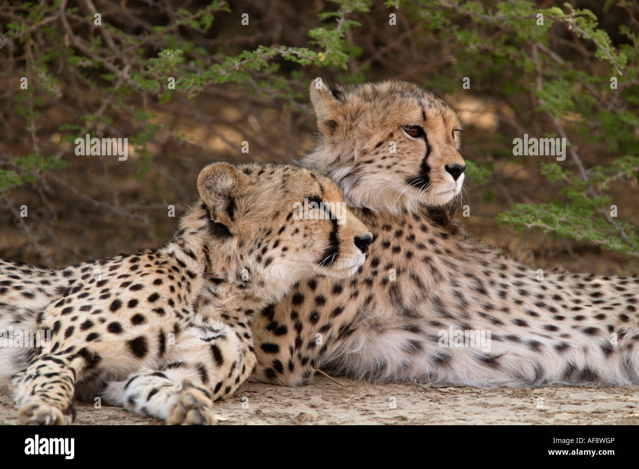 Cheetah mother and cub lying in the shade of a shrub Stock Photo - Alamy