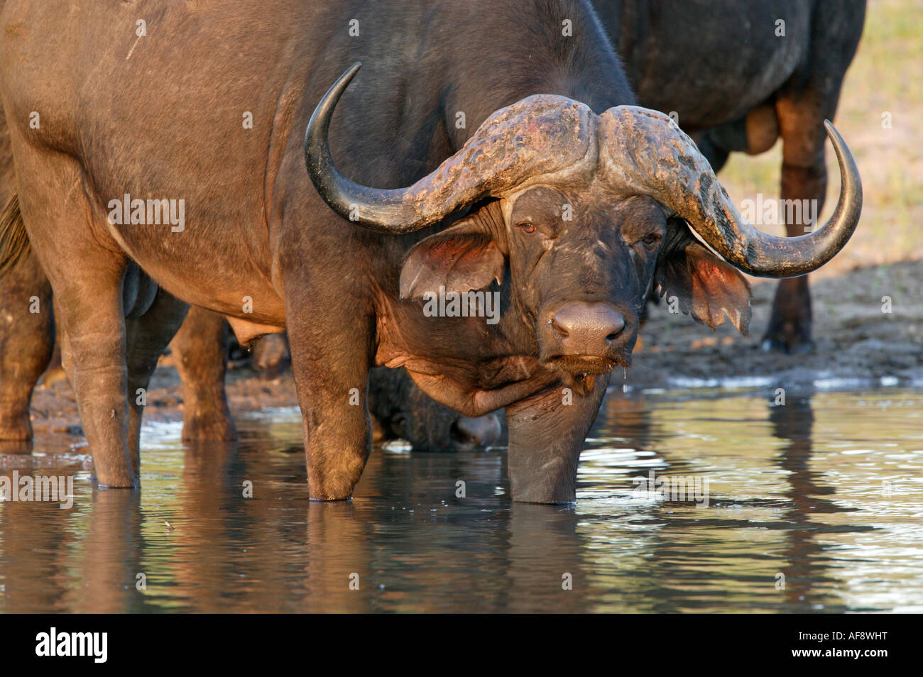 Cape buffalo bull hi-res stock photography and images - Alamy