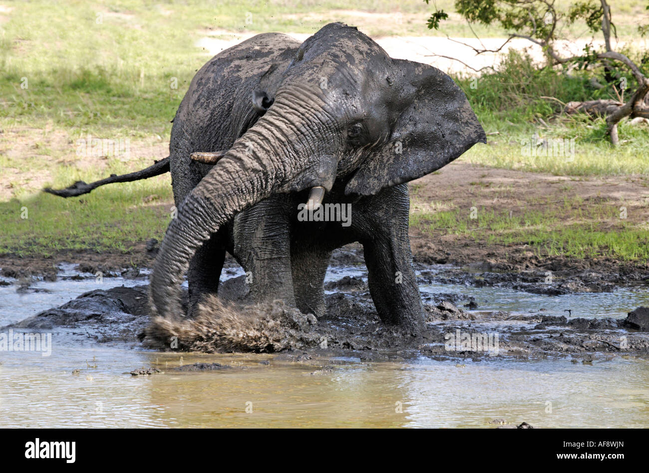 Thrashing hi-res stock photography and images - Alamy