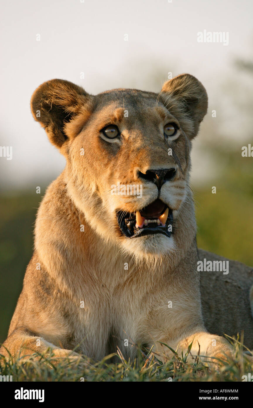 Portrait of a lioness looking upwards at a soaring bird Stock Photo - Alamy