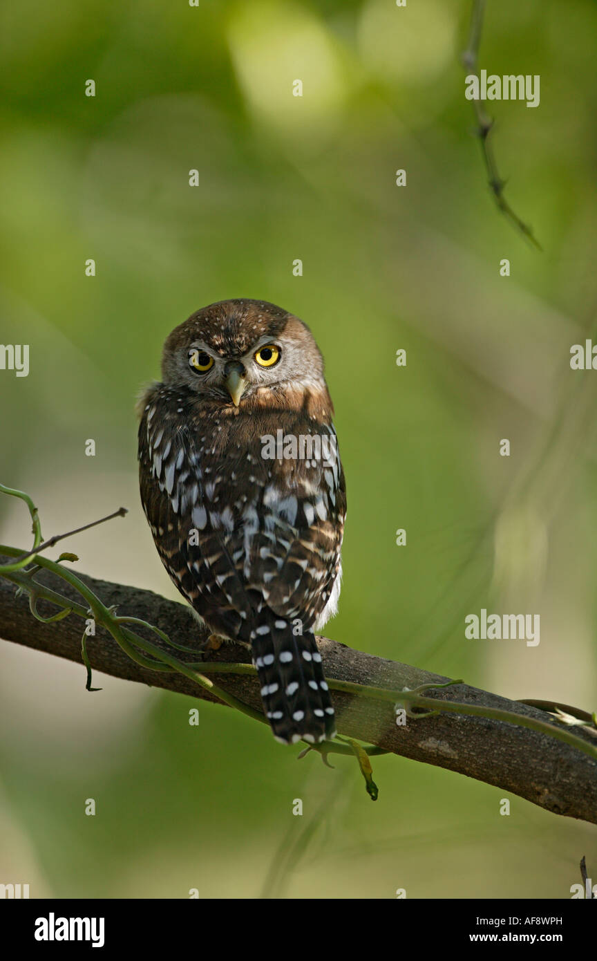 Owl looking back hi-res stock photography and images - Alamy