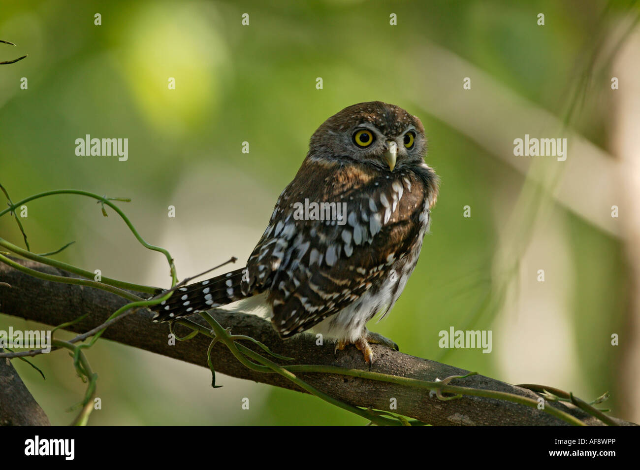 Pearl spotted owl hi-res stock photography and images - Alamy