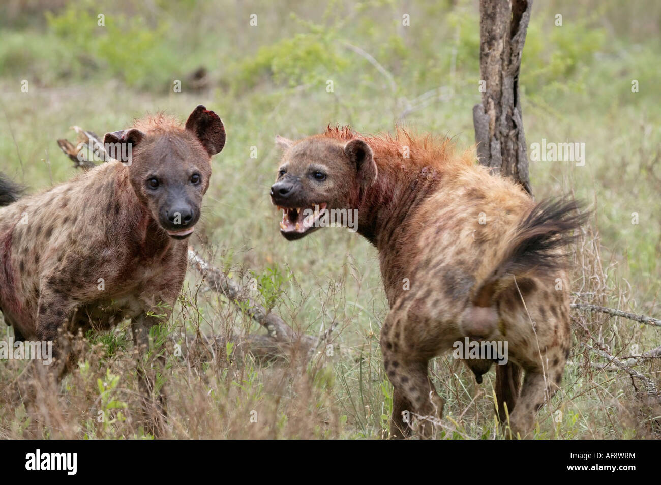 Spotted Hyena Clan Stock Photos & Spotted Hyena Clan Stock Images - Alamy