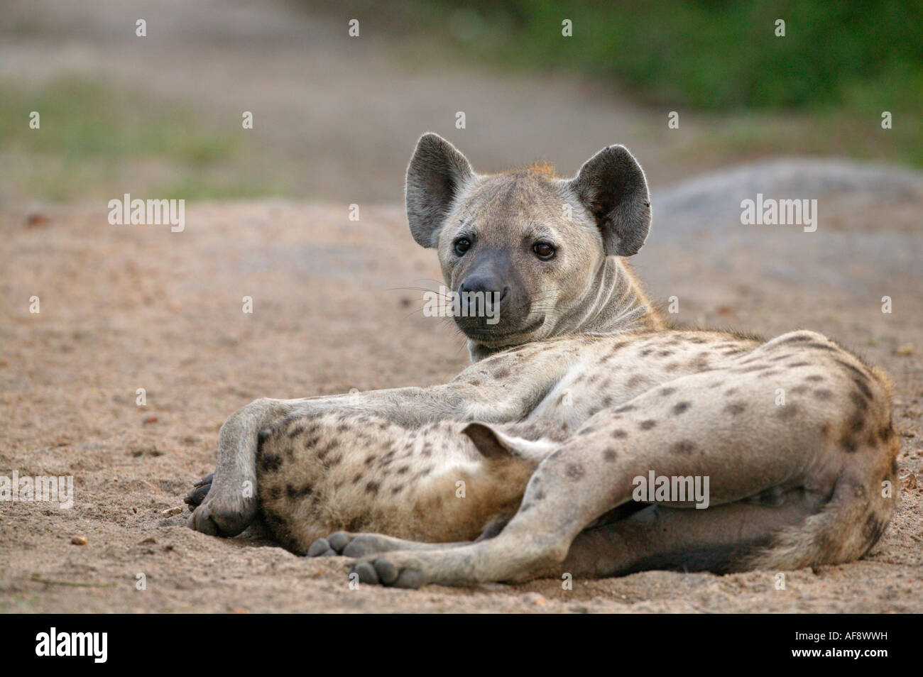 Spotted hyaena mother suckling a single pup Stock Photo - Alamy