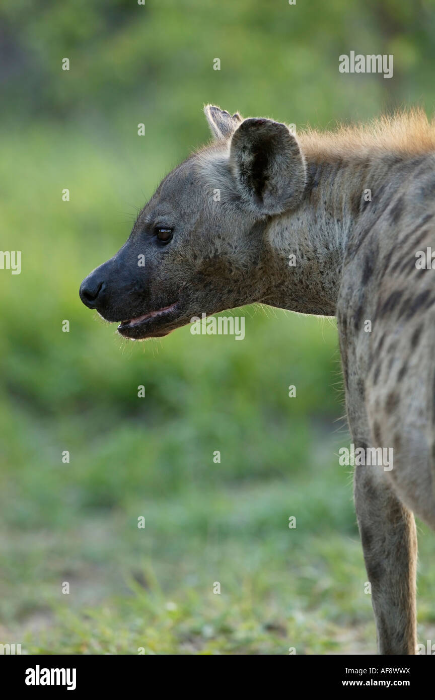 Female spotted hyaena hi-res stock photography and images - Alamy