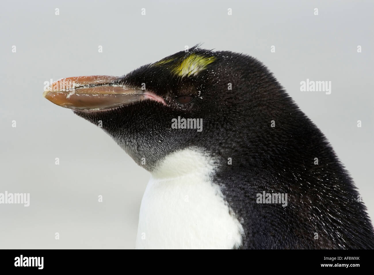 Penguin face detail hi-res stock photography and images - Alamy