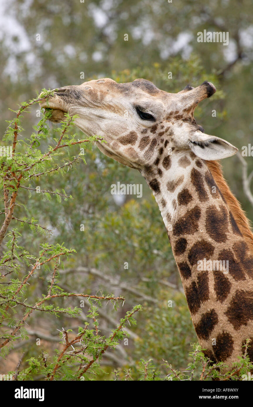 Giraffe browsing from an Acacia tree Stock Photo - Alamy