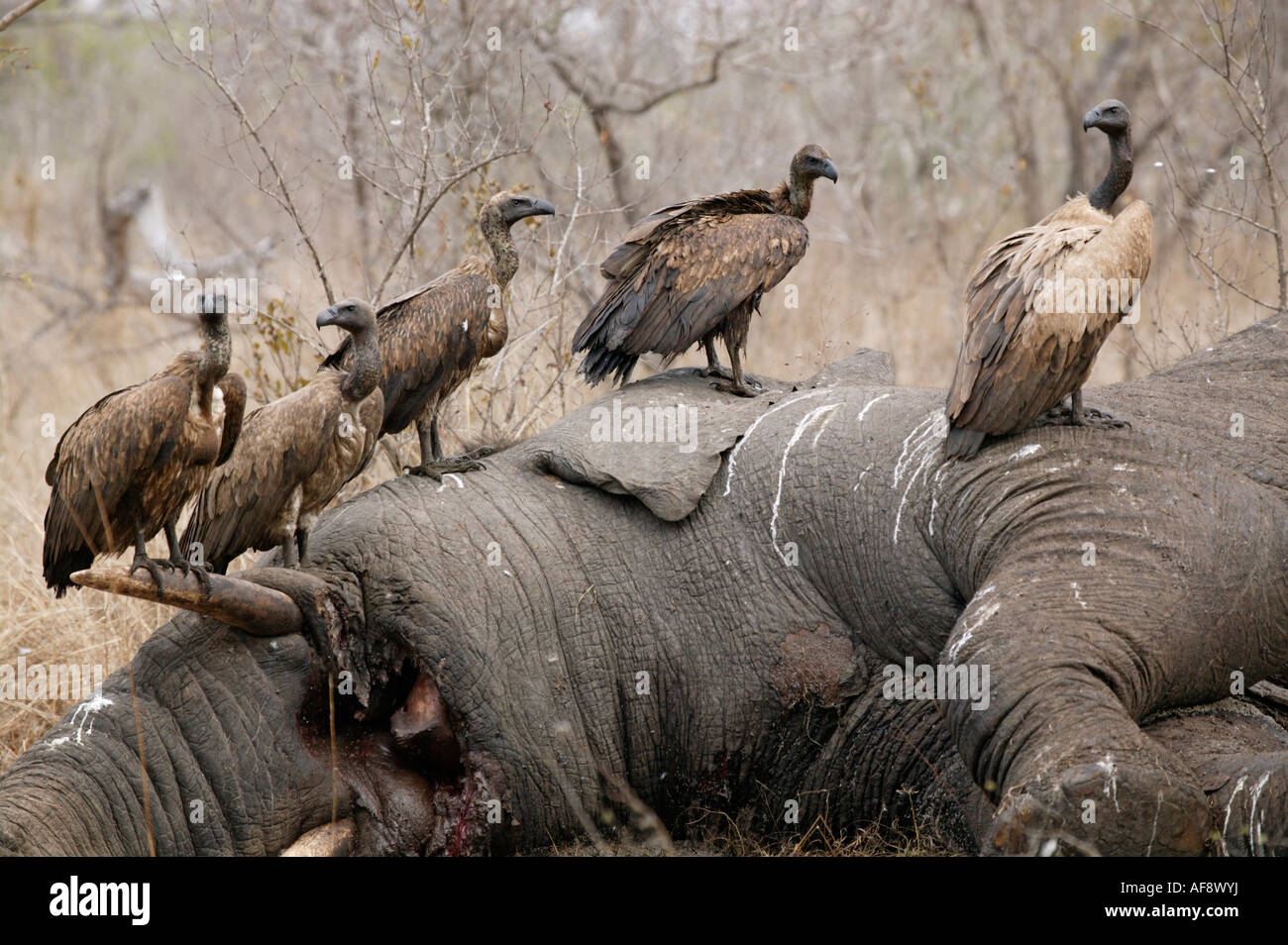 Whitebacked vulture sitting on an elephant carcass Stock Photo - Alamy