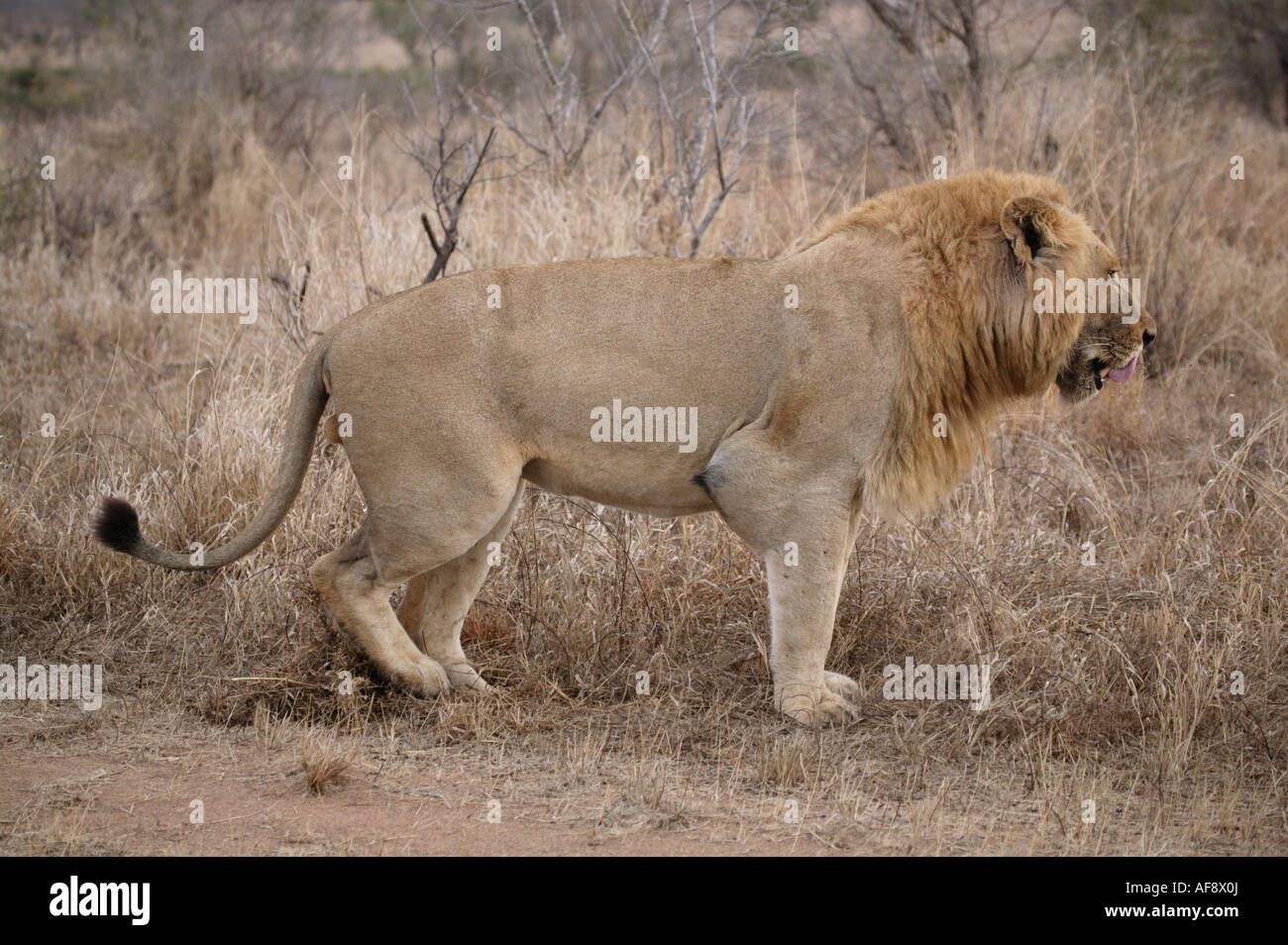 A blonde-maned male lion with an abscess or growth on his elbow marking ...