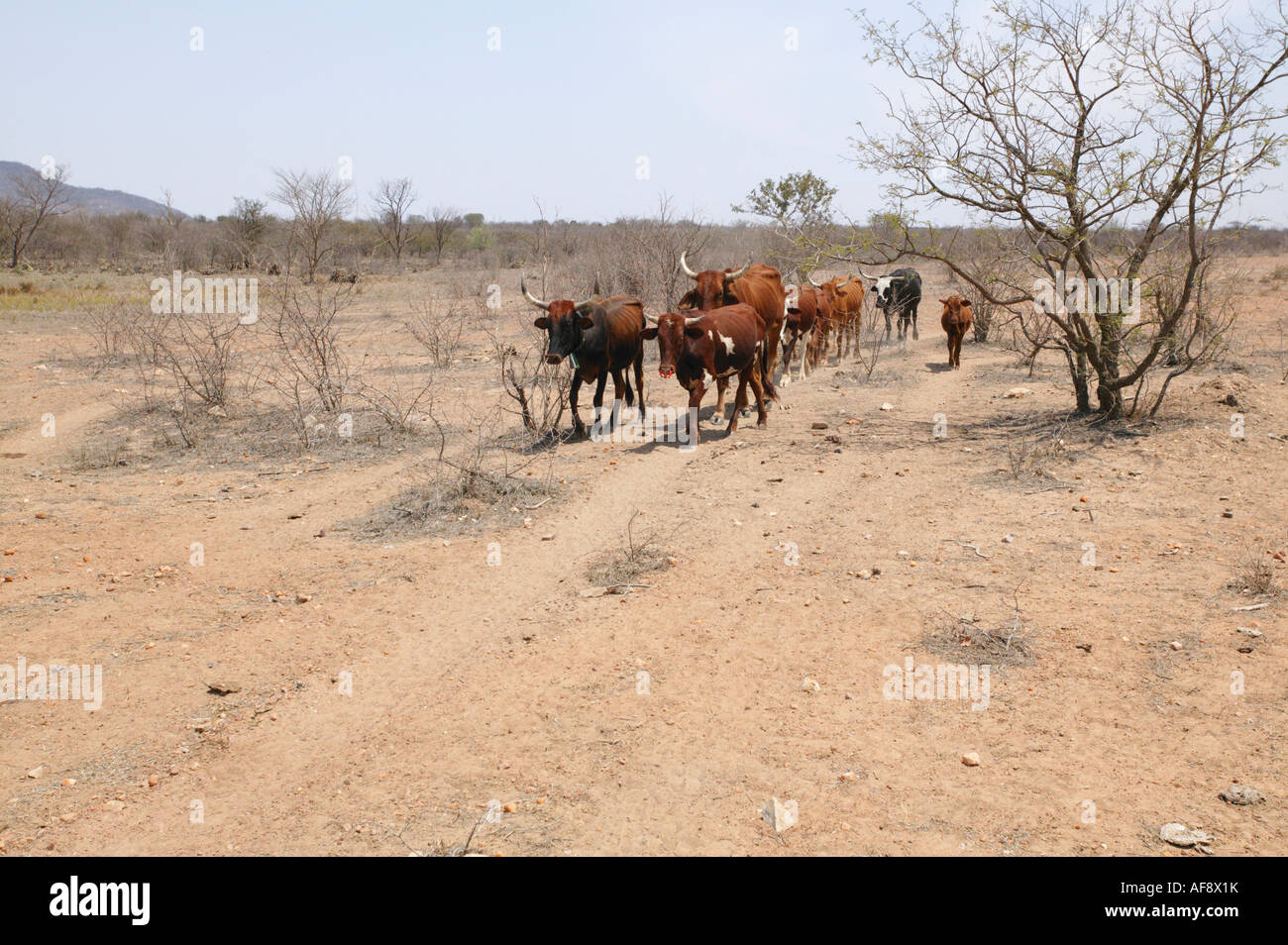 A herd of cattle walking on a path through a leafless and parched ...